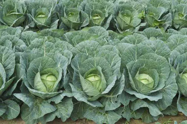 Cabbage Kolobok: descrición da variedade, fotos, comentarios 11620_2