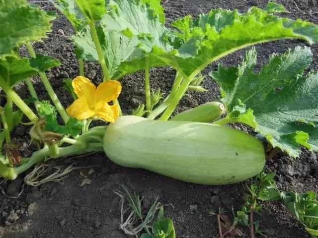 Zucchini di adjika untuk musim sejuk: resipi 11644_1