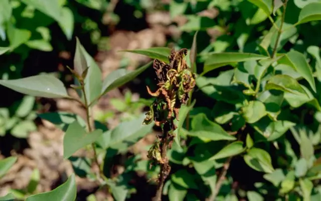 Magonjwa na wadudu wa lilac: picha na kupigana nao, maelezo, njia za matibabu 1164_16