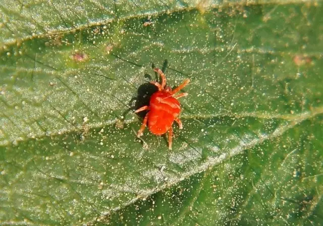 Bolesti i štetočine jorgovana: fotografije i borba protiv njih, opis, metode liječenja 1164_2