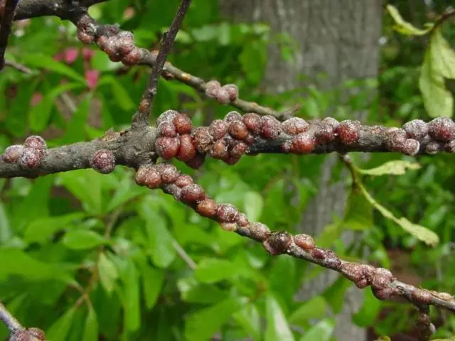 Magonjwa na wadudu wa lilac: picha na kupigana nao, maelezo, njia za matibabu 1164_3