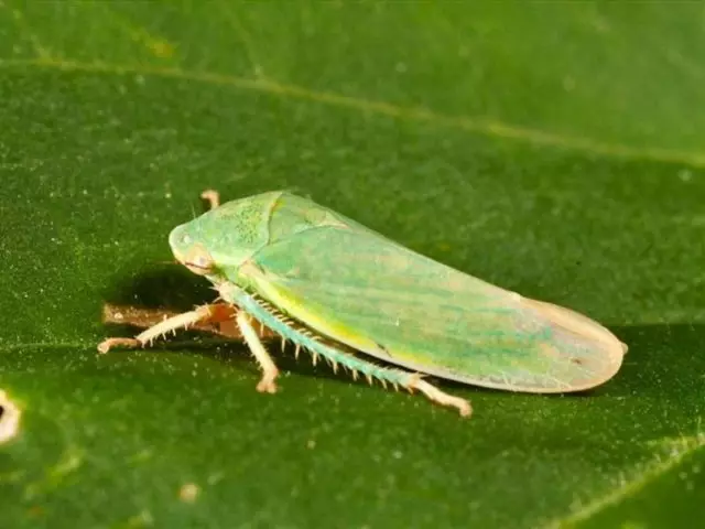 ನೀಲಕದ ರೋಗಗಳು ಮತ್ತು ಕೀಟಗಳು: ಫೋಟೋಗಳು ಮತ್ತು ಅವುಗಳ ವಿರುದ್ಧ ಹೋರಾಡಿ, ವಿವರಣೆ, ಚಿಕಿತ್ಸೆಯ ವಿಧಾನಗಳು 1164_6