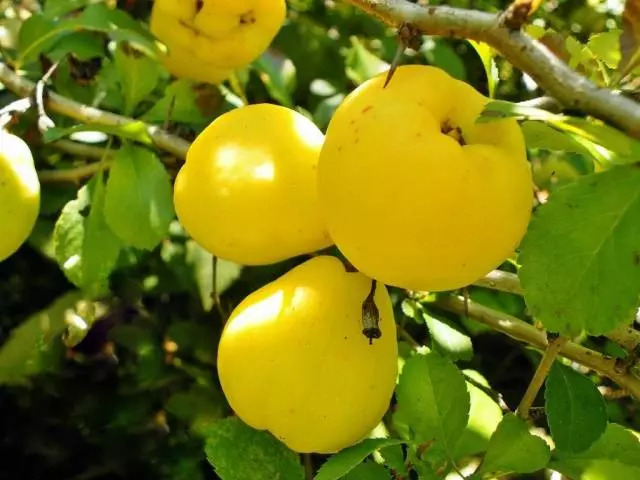 ເຂົ້າ ໜົມ ປັງ Quince ກັບapplesາກໂປມ 11654_1