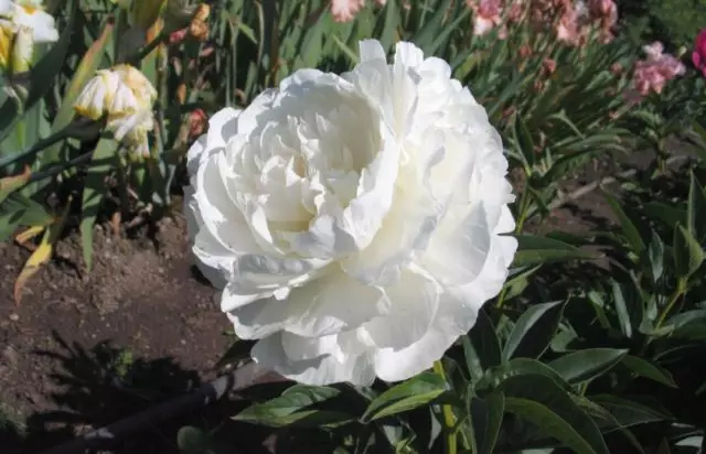 Peony Mathers Choice (Mothers Choice): caracteristici, fotografii, plantare și îngrijire 11660_1