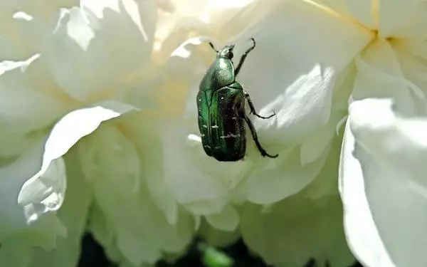 牡丹マザーズチョイス（マザーズチョイス）：特徴、写真、植栽、ケア 11660_11