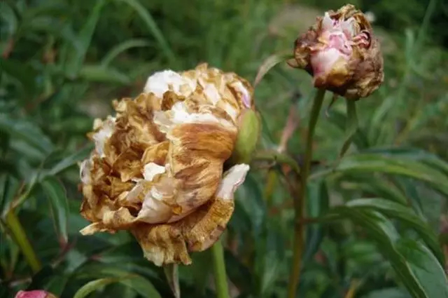 Aṣayan Peony Mathers (Aṣayan Awọn iya): awọn abuda, awọn fọto, gbingbin ati itọju 11660_12