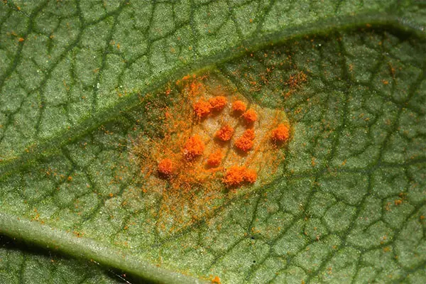 牡丹マザーズチョイス（マザーズチョイス）：特徴、写真、植栽、ケア 11660_14