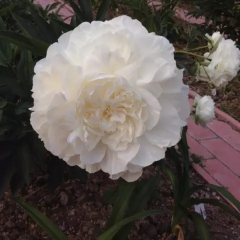 Peony Mathers Choice (Mothers Choice): caracteristici, fotografii, plantare și îngrijire 11660_2