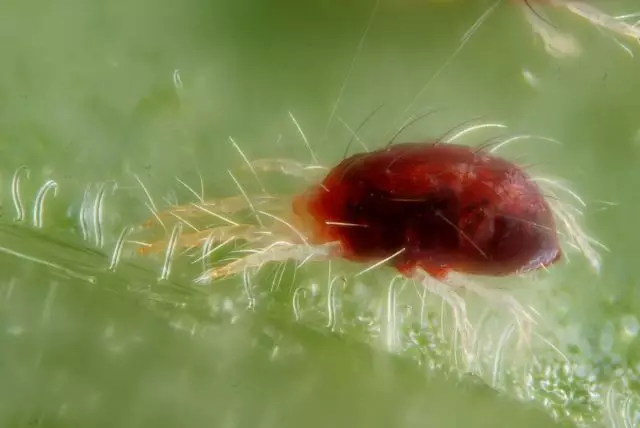 牡丹マザーズチョイス（マザーズチョイス）：特徴、写真、植栽、ケア 11660_21