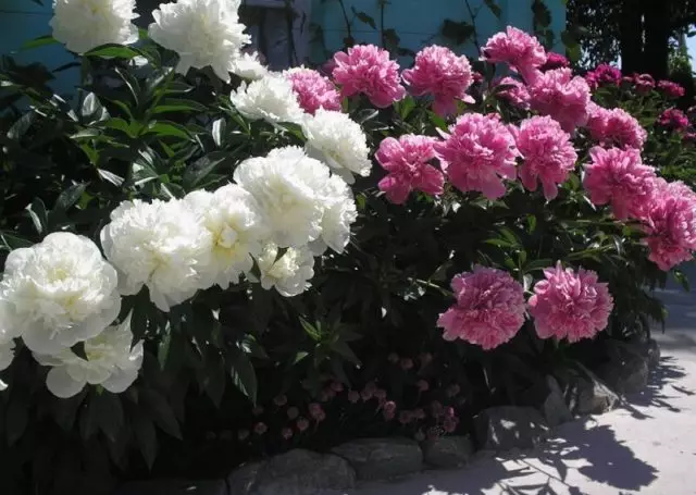 Peony Mathers Choice (safidy ho an'ny reny): toetra, sary, fambolena ary fikarakarana 11660_3