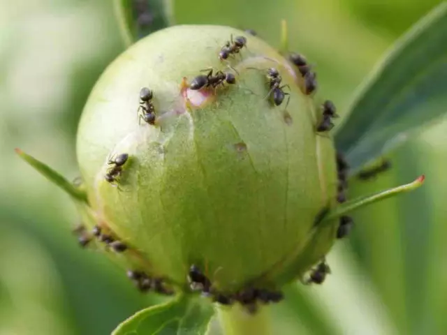 Peony Mathers Choice (මව්වරුන්ගේ තේරීම): ලක්ෂණ, ඡායාරූප, සිටුවීම සහ රැකබලා ගැනීම 11660_6