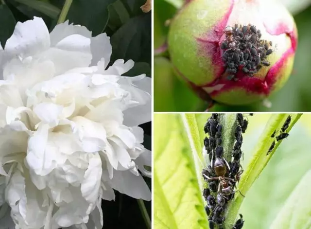 Peony Mathers Choice (Mothers Choice): caracteristici, fotografii, plantare și îngrijire 11660_7