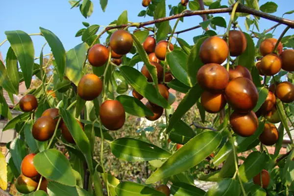 Marmellata di Ziziphus (unabi): ricette con foto 11676_1