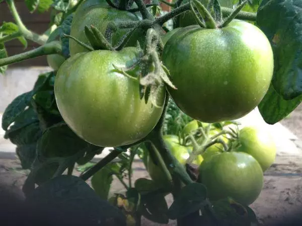 Griene tomatenrezept sûnder jittik 11726_1