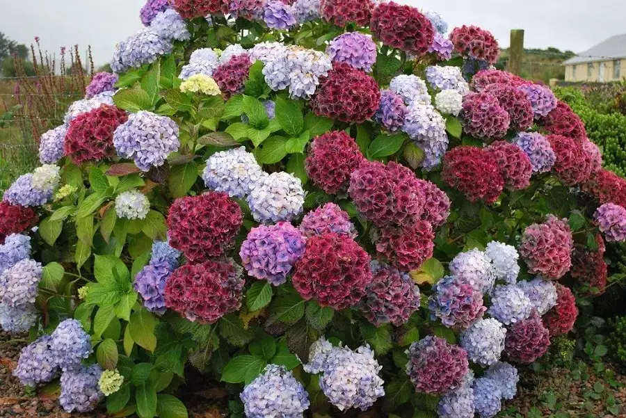 Għalf ta 'hydrangeas bl-aċidu ċitriku: huwa possibbli li titma', proporzjonijiet, kif tħallat