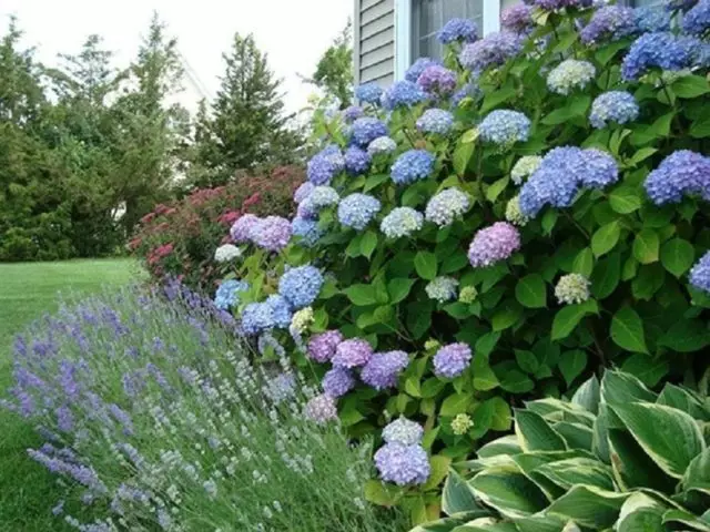 Ang pagpapakain ng mga hydrangea na may sitriko acid: posible bang pakainin, sukat, kung paano palabnawin 1173_1