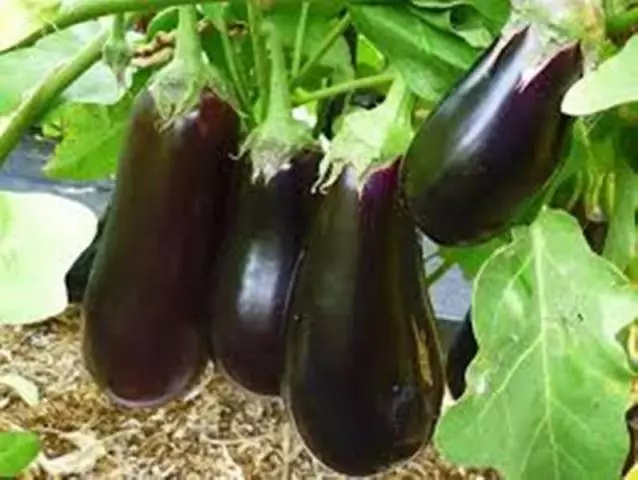 Aubergine Kaviar F1