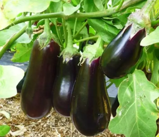 Ho lokisa lipeo tsa li-eggplant bakeng sa ho jala lipeo 11761_2