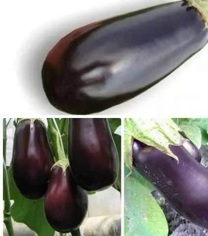 Loj eggplant ntau yam 11764_9