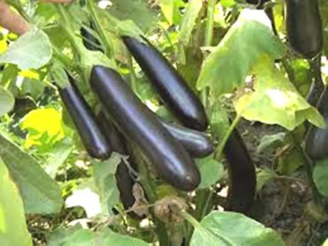 Eggplant Banana: بيان ، فوٽو ، تبصرا 11766_4