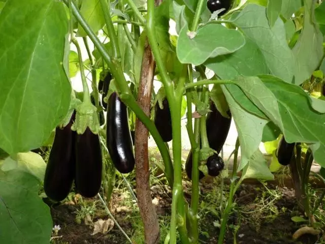 Eggplant Black Prince: nkọwa, foto, nyocha 11767_17