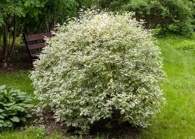 Derain branco Elegantissima: descrición, plantación e coidado, foto