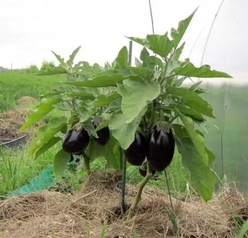 Transplanting eggplant seedlings 11771_1