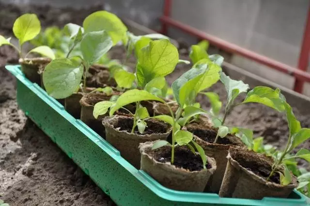 Transplanting eggplant seedlings 11771_12