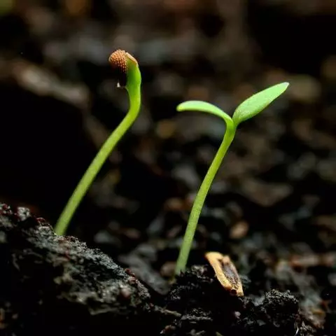 Transplanting eggplant seedlings 11771_14