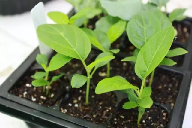 Transplantera aubergine plantor 11771_15