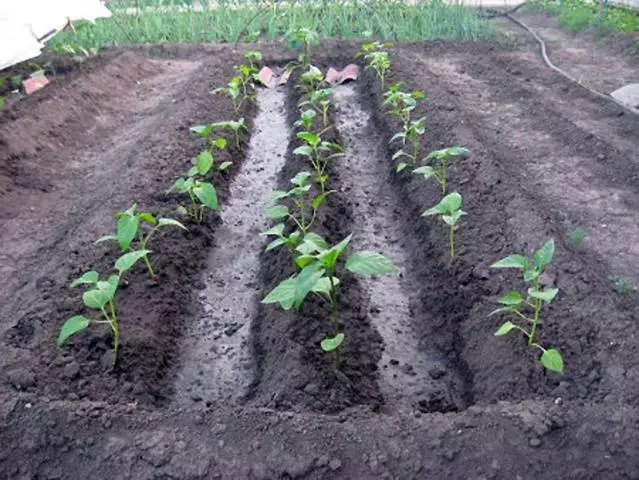 Aubergine zaailingen verplanten 11771_16