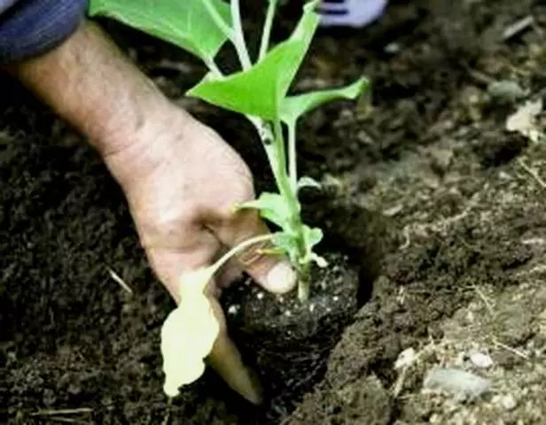 Transplanting eggplant seedlings 11771_17