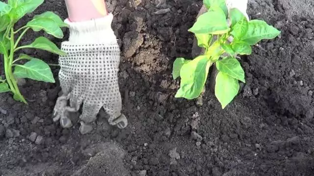 Transplanting eggplant seedlings 11771_18