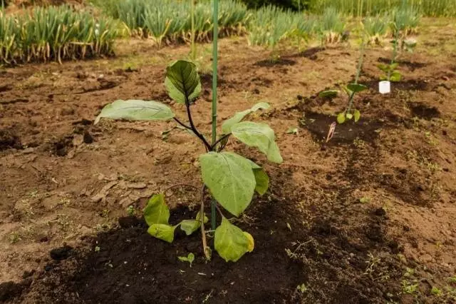 Aubergine zaailingen verplanten 11771_19