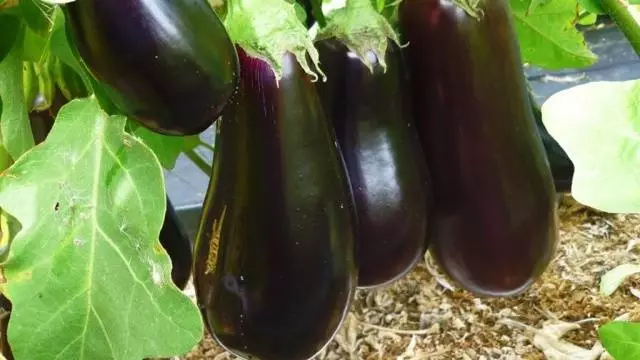 Ku -tallaalid geedo eggplant 11771_2