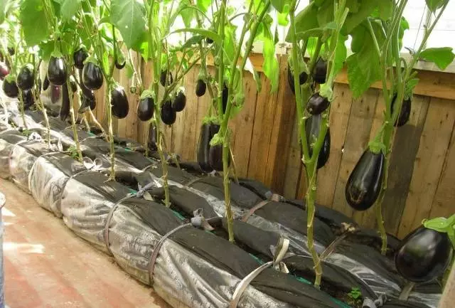 Transplanting eggplant seedlings 11771_24