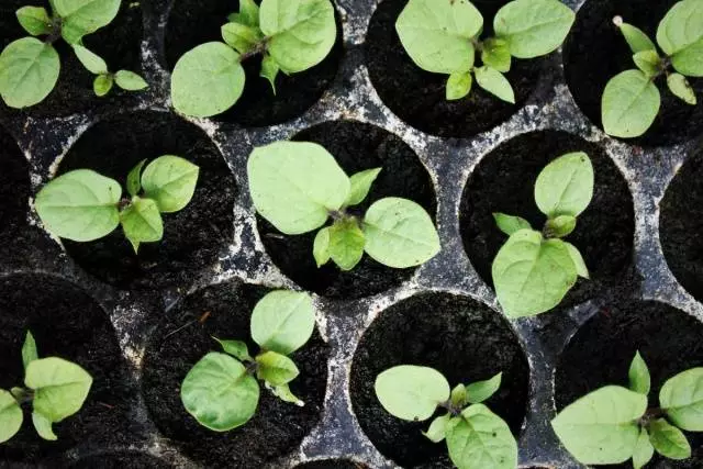 Transplanting eggplant seedlings 11771_3