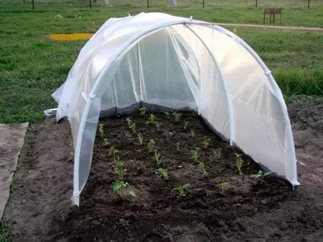 Transplanting eggplant seedlings 11771_5