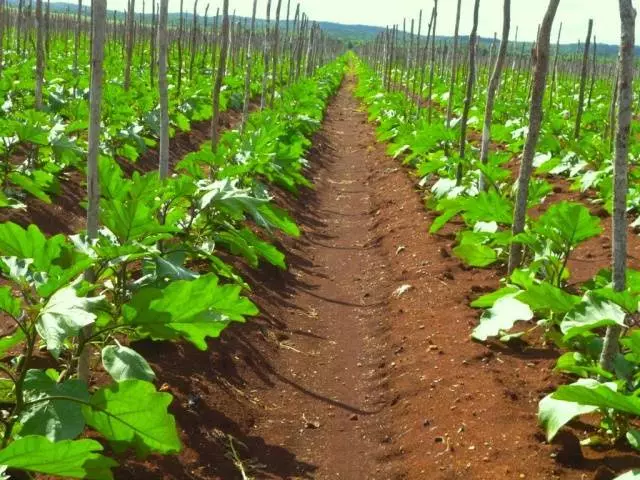 Transplanting eggplant seedlings 11771_6