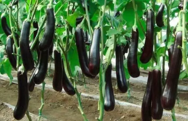 ນັກແລ່ນມາລາທອນ Eggplant