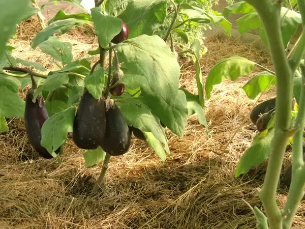 Wéi eggplant seedlings ze ernähren 11777_2