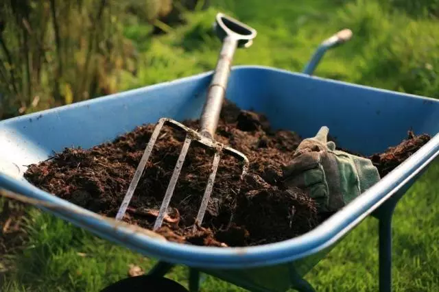 How to feed eggplant seedlings 11777_7