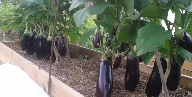 Thaum sow eggplants rau seedlings 11780_11