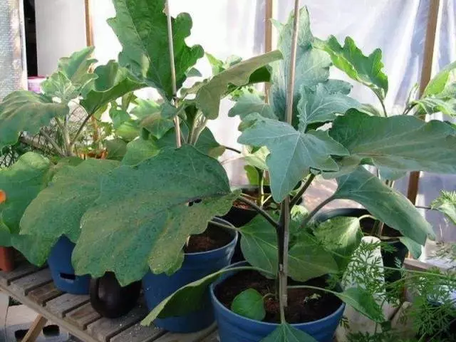 Thaum sow eggplants rau seedlings 11780_2