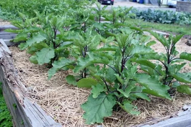 Thaum sow eggplants rau seedlings 11780_4