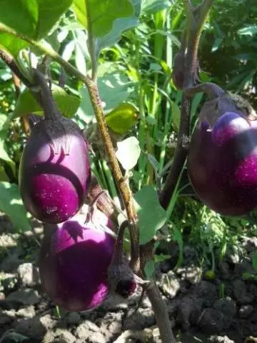 Eggplant Piglet: beskrivelse, foto, anmeldelser 11781_2