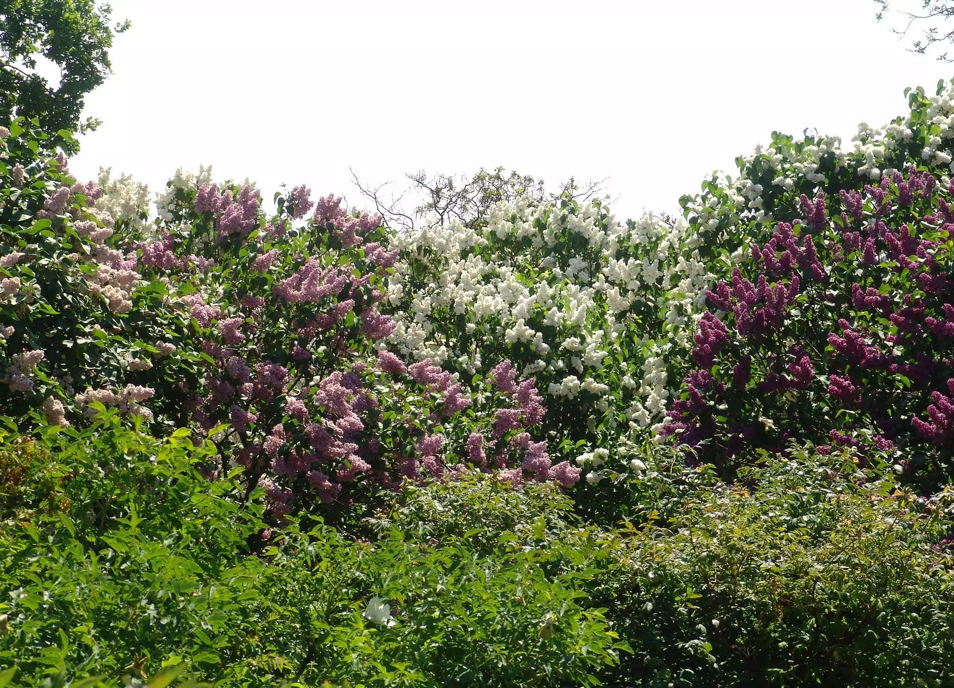 Meriv çawa ji zêdebûna lilac (kok) li ser malperê xilas dibe: cûrbecûr bêyî mezinbûn