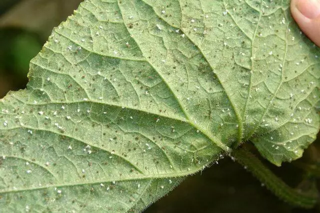 Cucumber Cedric F1: tréithe agus tuairisc, grianghraif, léirmheasanna, plandáil agus cúram 11811_5