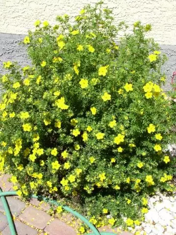 Pruning Potentilla झाडी (Kuril चिया): शरद ,तु, वसन्त मा, कसरी र कहिले काट्ने, भिडियो 1182_1