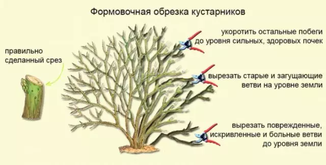 Κλάδεμα θάμνου Potentilla (τσάι Kuril): το φθινόπωρο, την άνοιξη, πώς και πότε να κλαδέψετε, βίντεο 1182_2